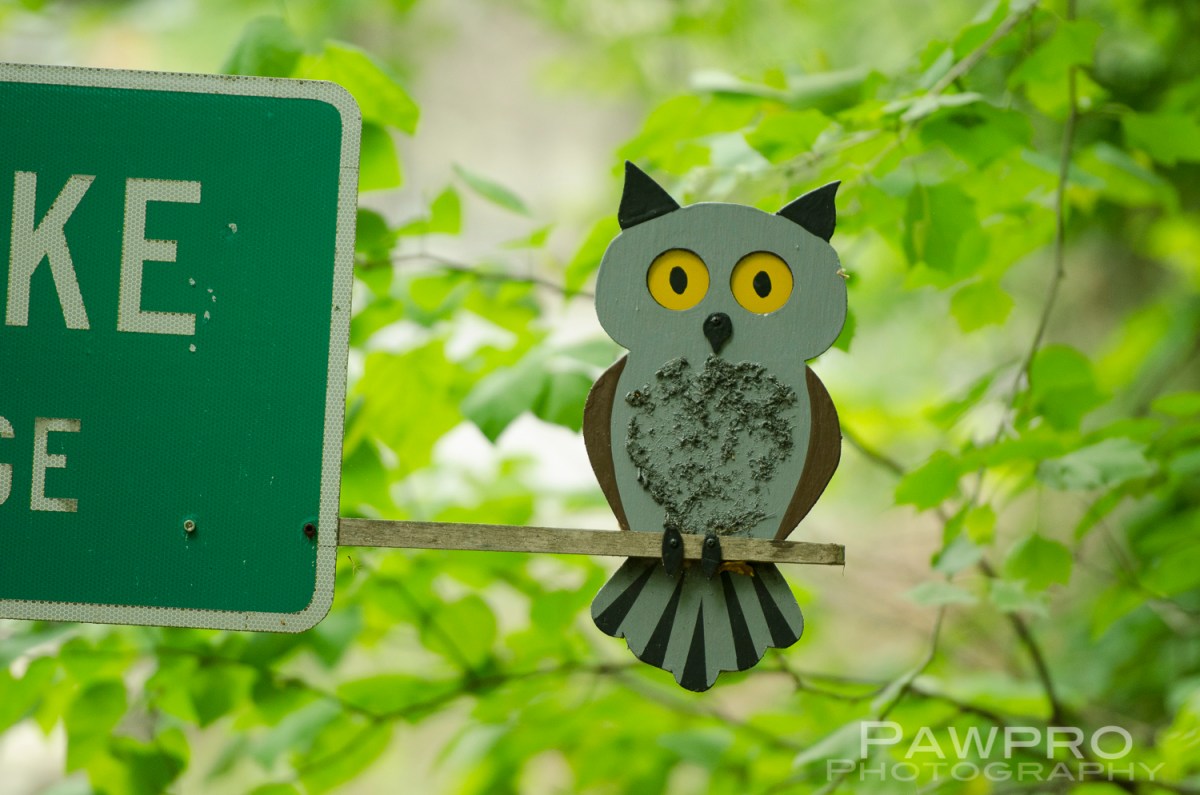 McLean Mystery Bird Sign Scavenger Hunt – Amy Linn Doherty